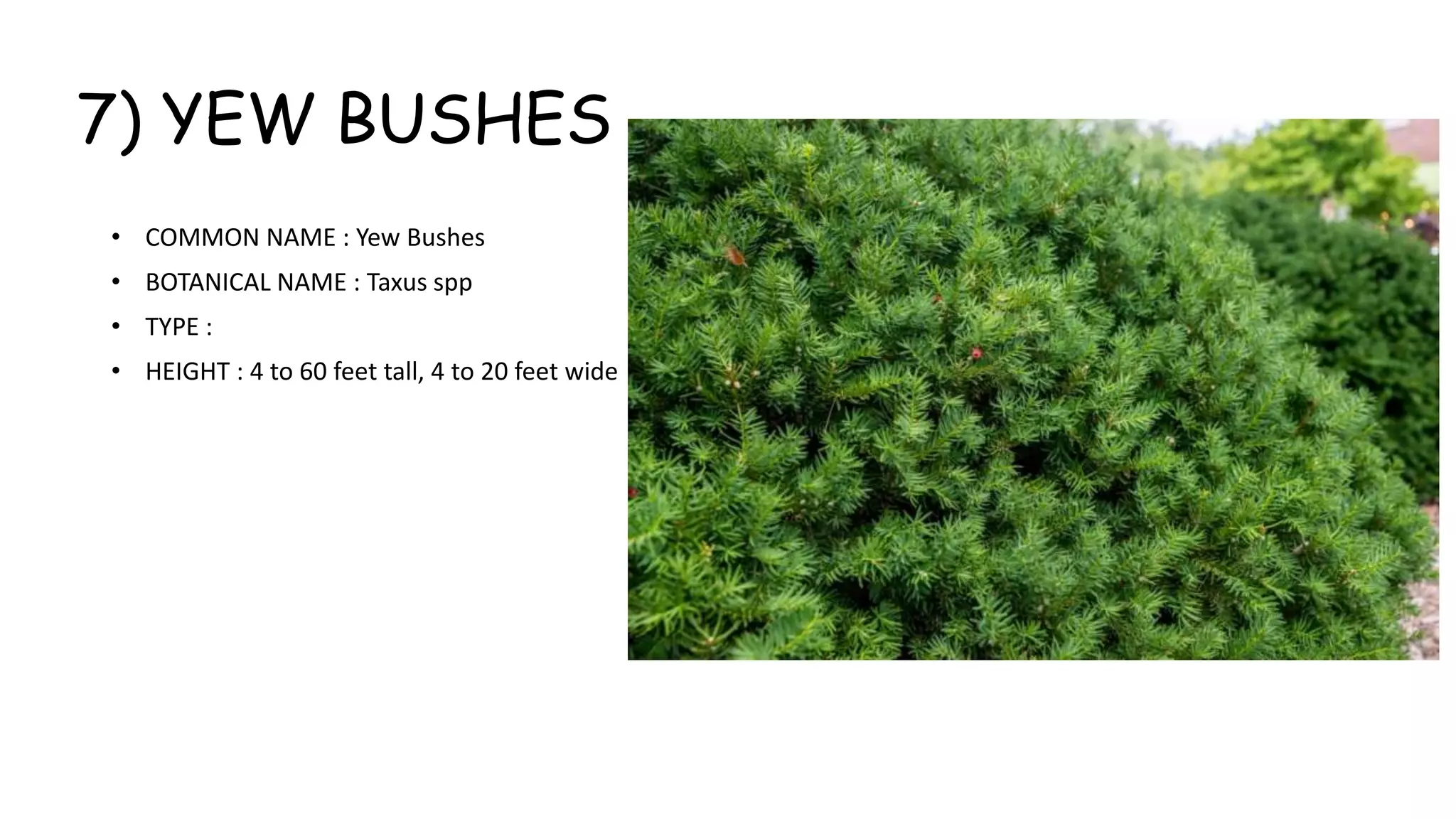 LANDSCAPE INTRODUCTION OF TREES, SHURBS,CLIMBERS AND CREEPS IN INDIA.pptx