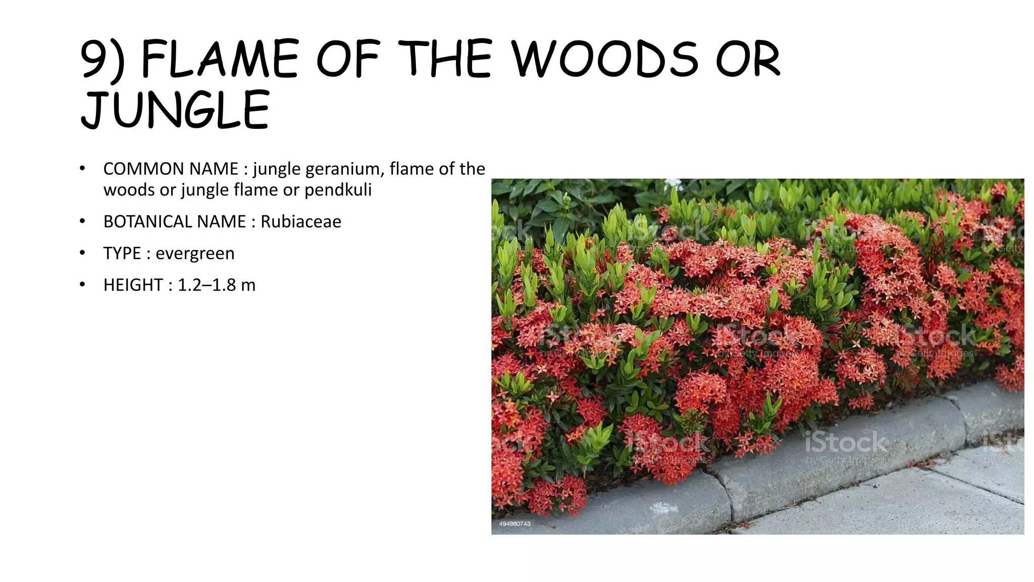 LANDSCAPE INTRODUCTION OF TREES, SHURBS,CLIMBERS AND CREEPS IN INDIA.pptx