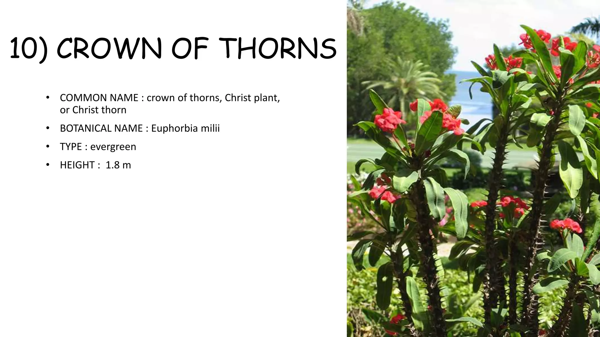 LANDSCAPE INTRODUCTION OF TREES, SHURBS,CLIMBERS AND CREEPS IN INDIA.pptx