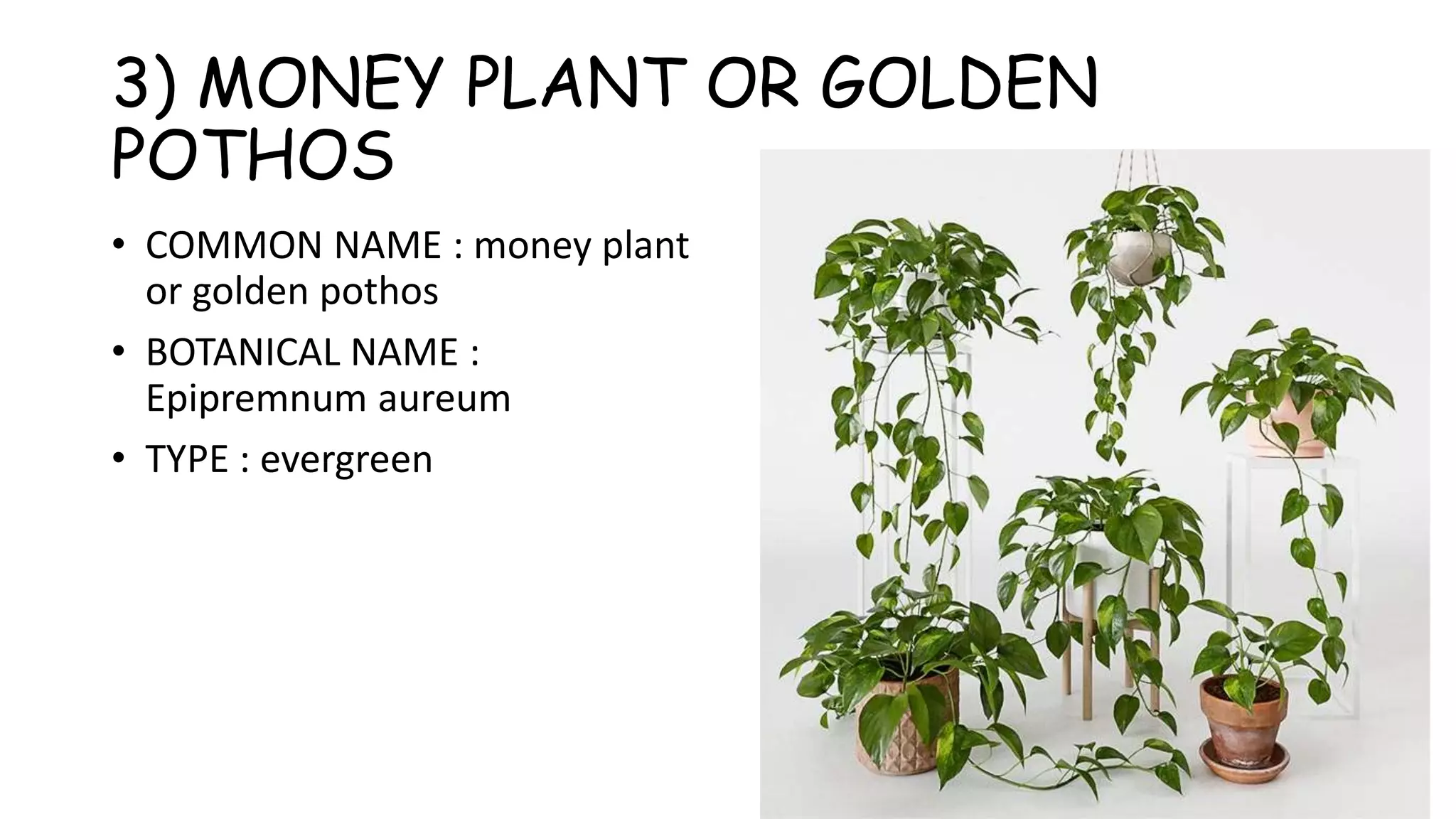 LANDSCAPE INTRODUCTION OF TREES, SHURBS,CLIMBERS AND CREEPS IN INDIA.pptx