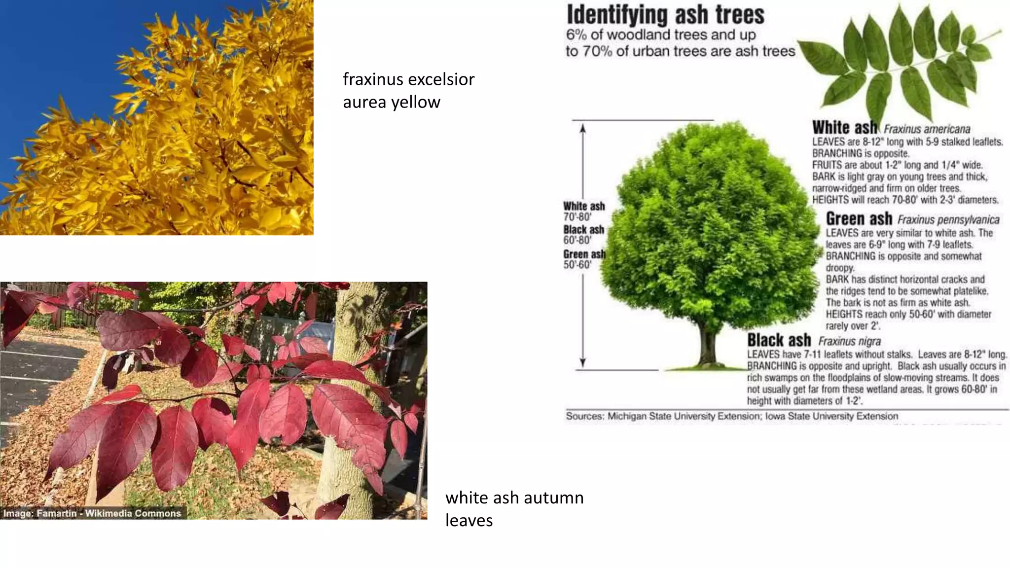 LANDSCAPE INTRODUCTION OF TREES, SHURBS,CLIMBERS AND CREEPS IN INDIA.pptx