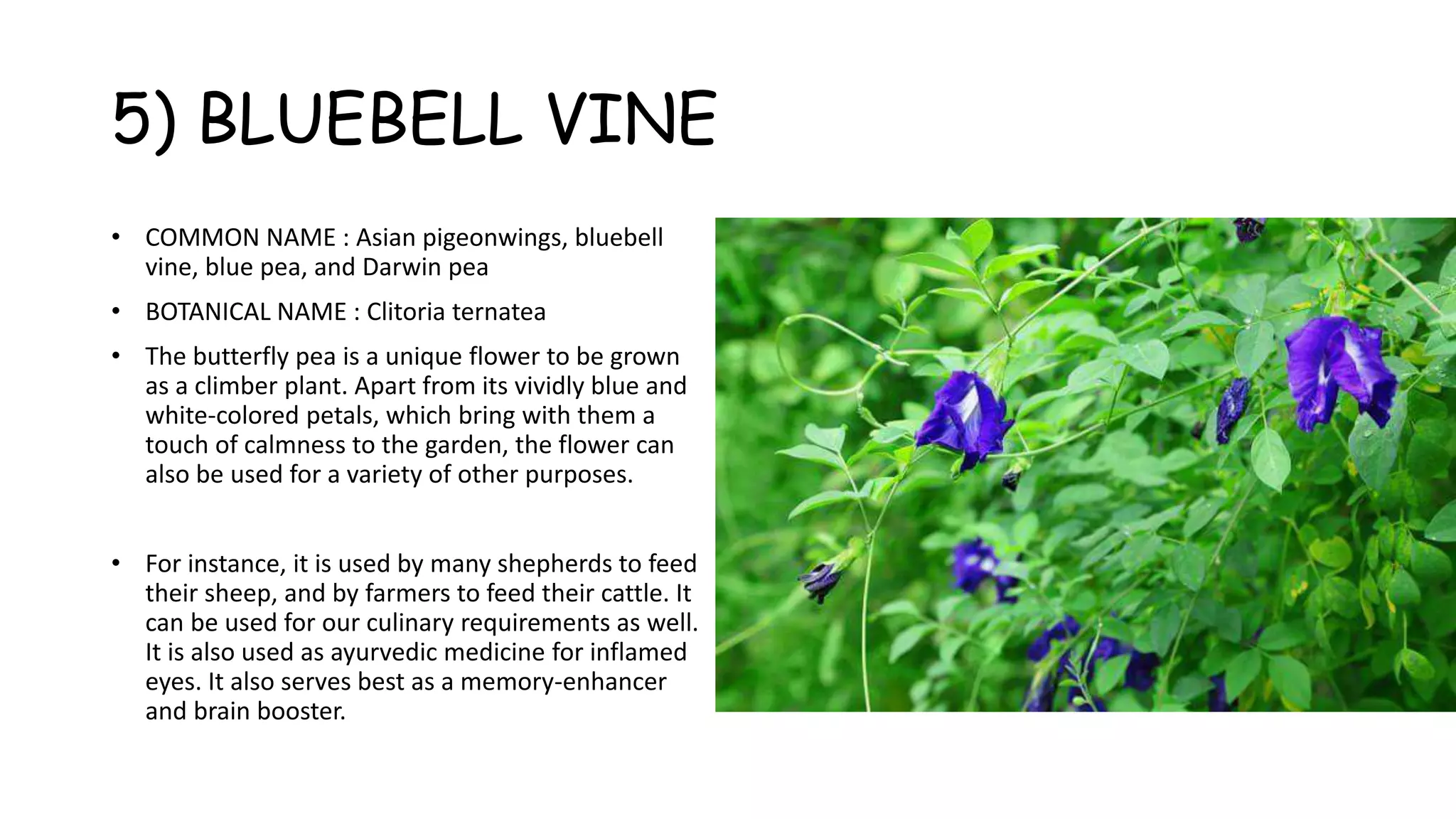 LANDSCAPE INTRODUCTION OF TREES, SHURBS,CLIMBERS AND CREEPS IN INDIA.pptx