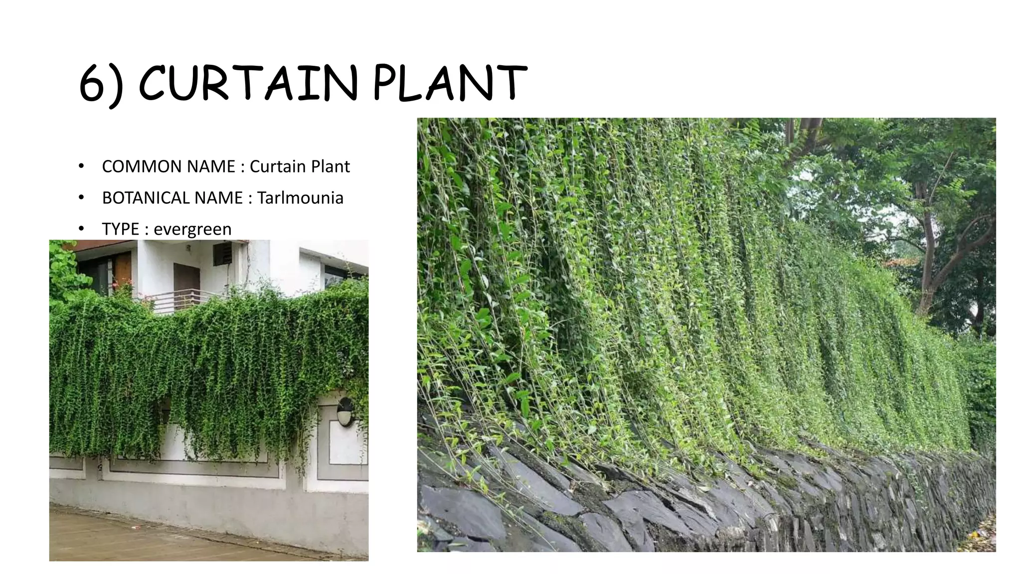 LANDSCAPE INTRODUCTION OF TREES, SHURBS,CLIMBERS AND CREEPS IN INDIA.pptx