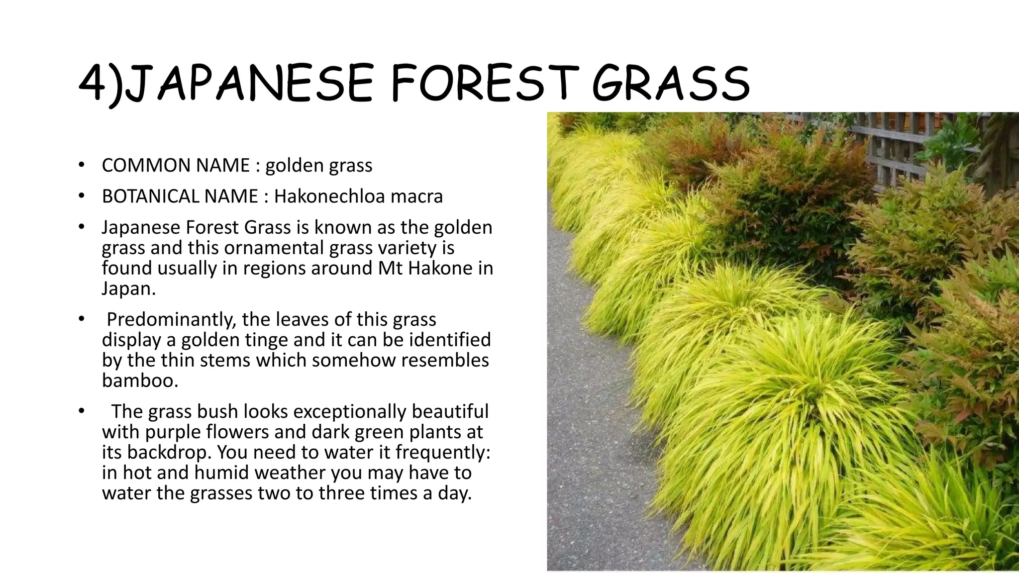 LANDSCAPE INTRODUCTION OF TREES, SHURBS,CLIMBERS AND CREEPS IN INDIA.pptx