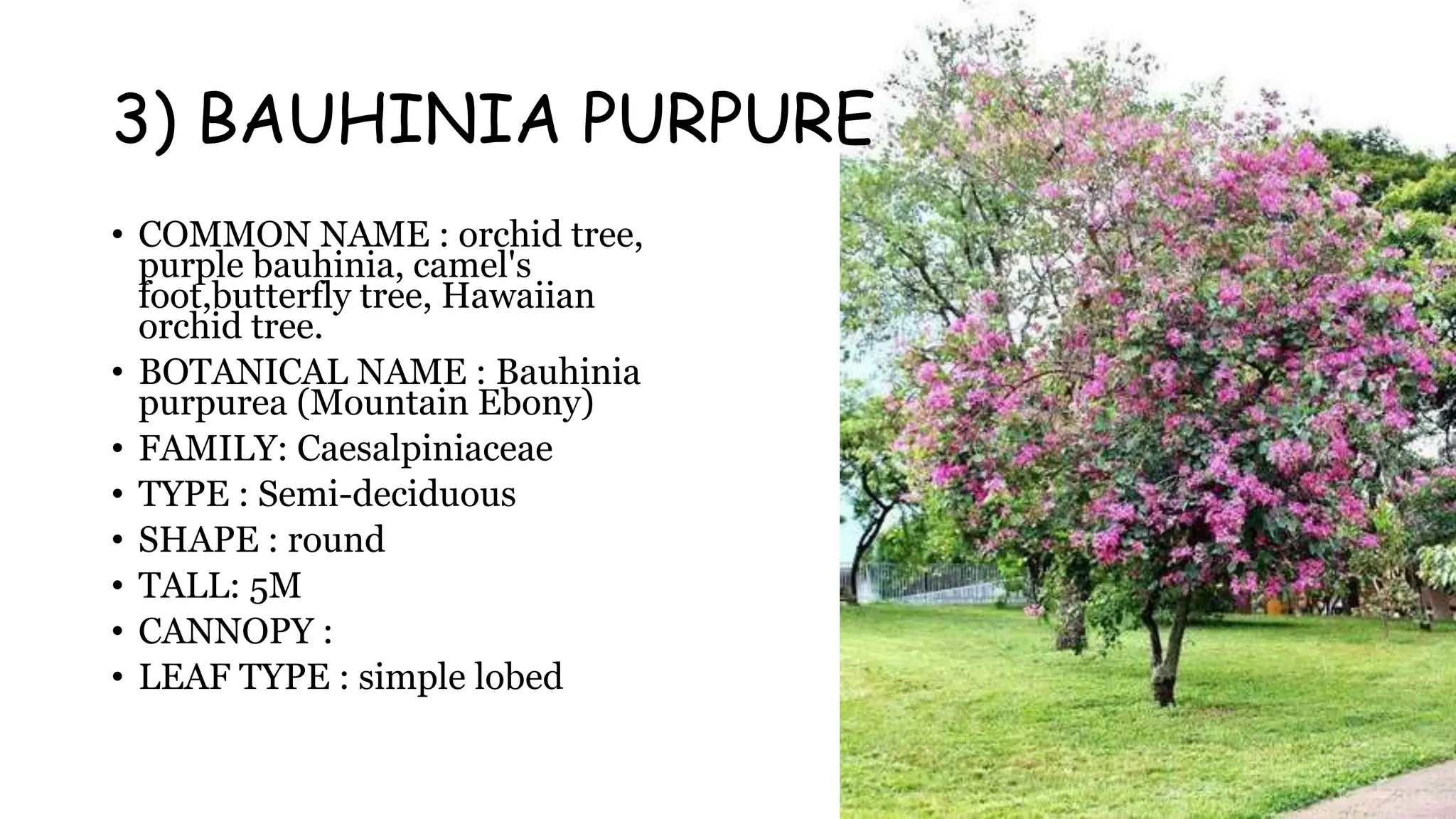 LANDSCAPE INTRODUCTION OF TREES, SHURBS,CLIMBERS AND CREEPS IN INDIA.pptx