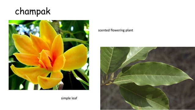 LANDSCAPE INTRODUCTION OF TREES, SHURBS,CLIMBERS AND CREEPS IN INDIA.pptx