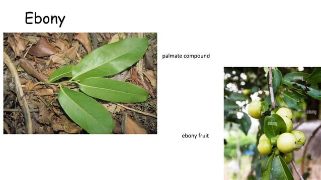 LANDSCAPE INTRODUCTION OF TREES, SHURBS,CLIMBERS AND CREEPS IN INDIA.pptx