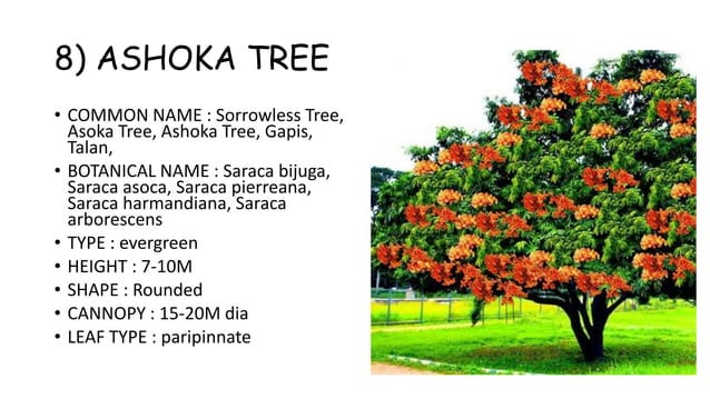 LANDSCAPE INTRODUCTION OF TREES, SHURBS,CLIMBERS AND CREEPS IN INDIA.pptx