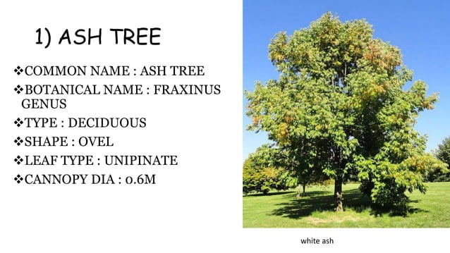 LANDSCAPE INTRODUCTION OF TREES, SHURBS,CLIMBERS AND CREEPS IN INDIA.pptx