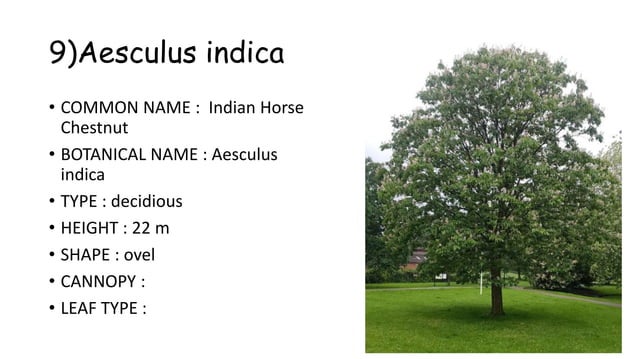 LANDSCAPE INTRODUCTION OF TREES, SHURBS,CLIMBERS AND CREEPS IN INDIA.pptx