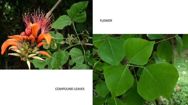 LANDSCAPE INTRODUCTION OF TREES, SHURBS,CLIMBERS AND CREEPS IN INDIA.pptx