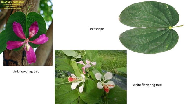 LANDSCAPE INTRODUCTION OF TREES, SHURBS,CLIMBERS AND CREEPS IN INDIA.pptx