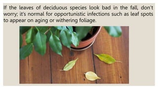 Landscape G12 Installation of the plants | PPTX