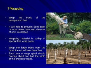 trees and shrubs in the landscape and uses | PPT