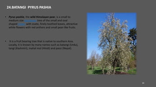 Landscape architecture | PPT