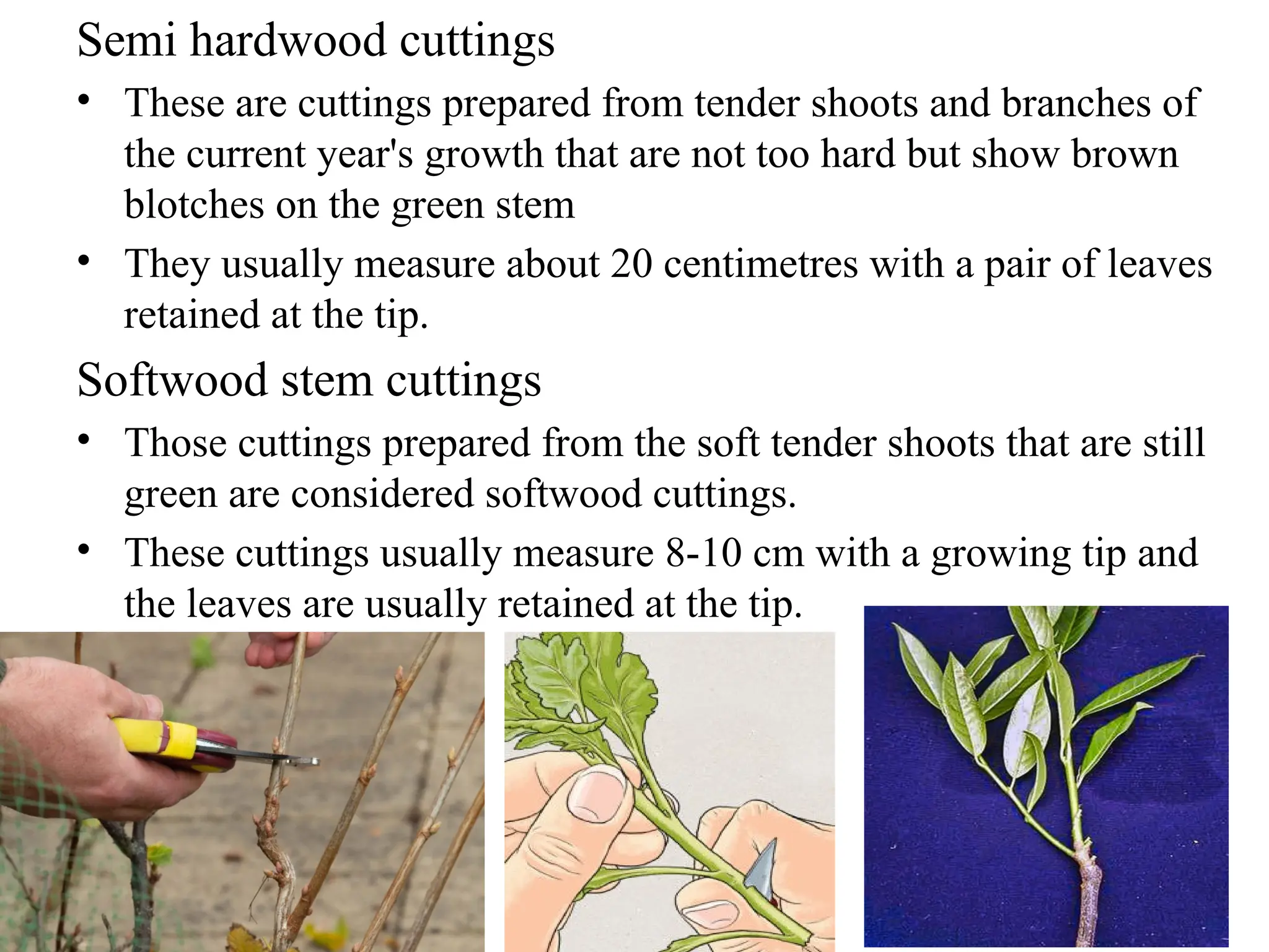 Propagation of trees in landscape and it's methods | PPT | Free Download