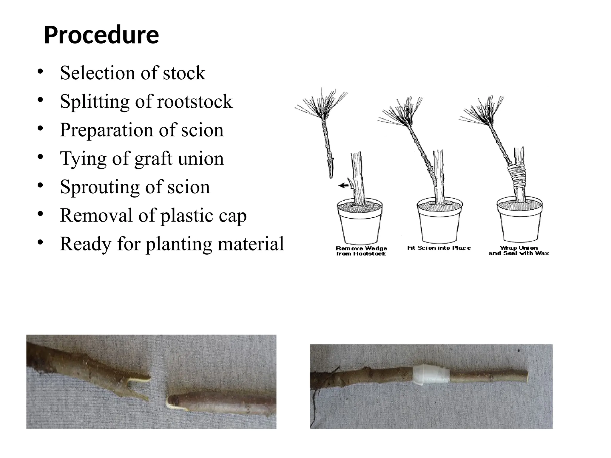Propagation of trees in landscape and it's methods | PPT | Free Download