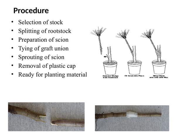 Propagation of trees in landscape and it's methods | PPT