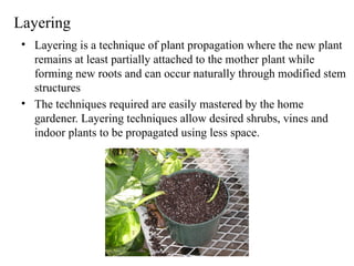 Propagation of trees in landscape and it's methods | PPT