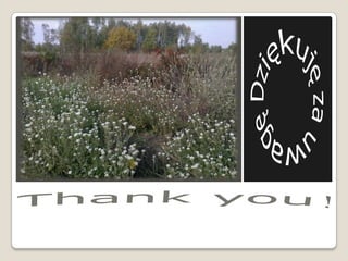 Landscapes wiktoria | PPT