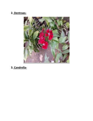 Landscaping assignment | DOCX