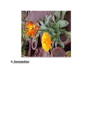 Landscaping assignment | PDF
