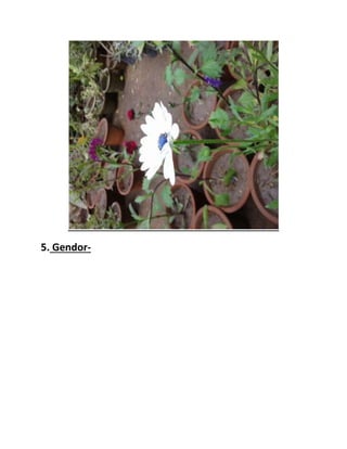 Landscaping assignment | PDF