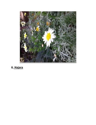 Landscaping assignment | PDF