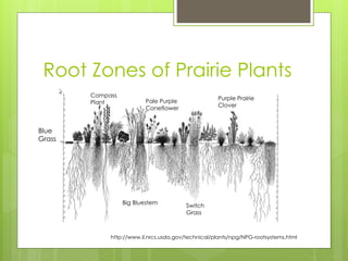 Landscaping with native plants | PPTX