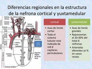 La nefrona es la unidad funcional del riñon | PPTX