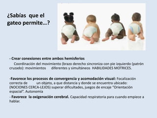 La neurociencia y su aporte a la educacion inicial | PPTX