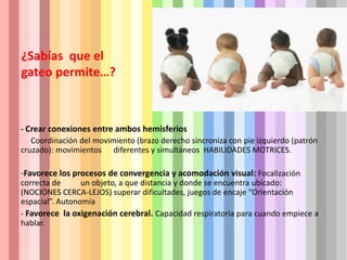 La neurociencia y su aporte a la educacion inicial | PPTX