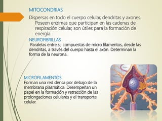 La neurona | PPTX