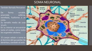 La neurona | PPTX