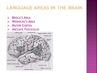 Lang. and brain | PPTX