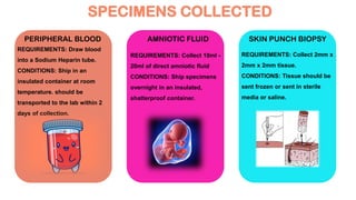 LANGER GIEDION SYNDROME | PDF