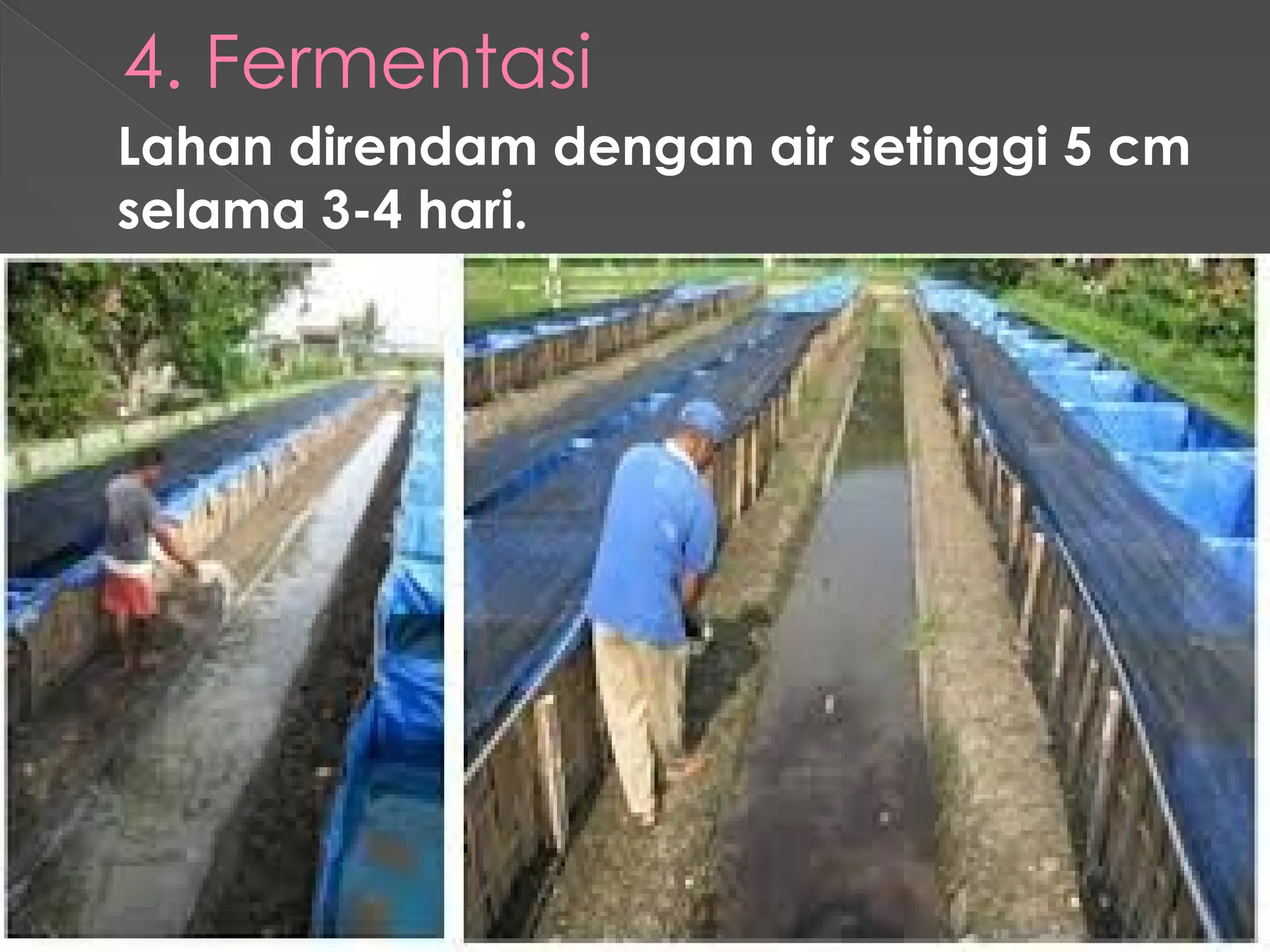 Langkah-langkah budidaya cacing sutera-1.pptx