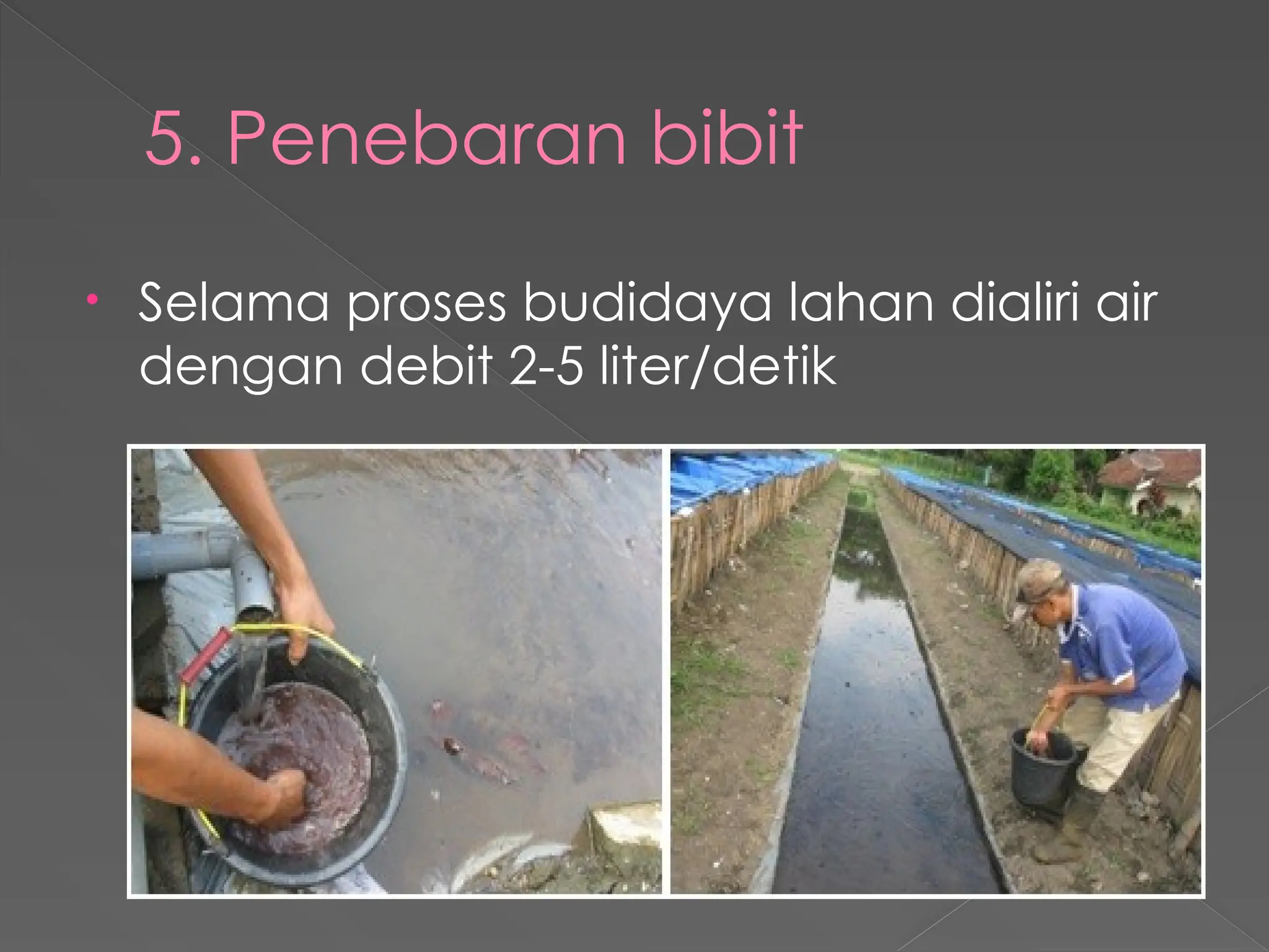 Langkah-langkah budidaya cacing sutera-1.pptx