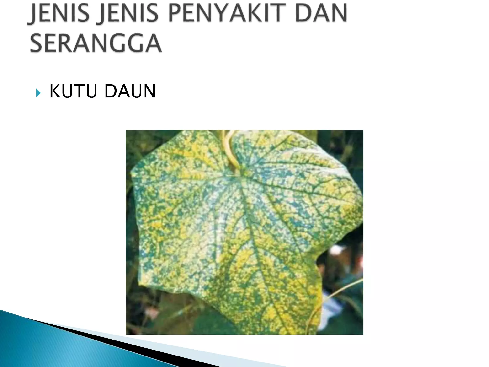 Langkah langkah penjagaan tanaman timun | PPTX