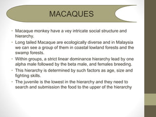 Langkawi Island Fishing Village | PPT