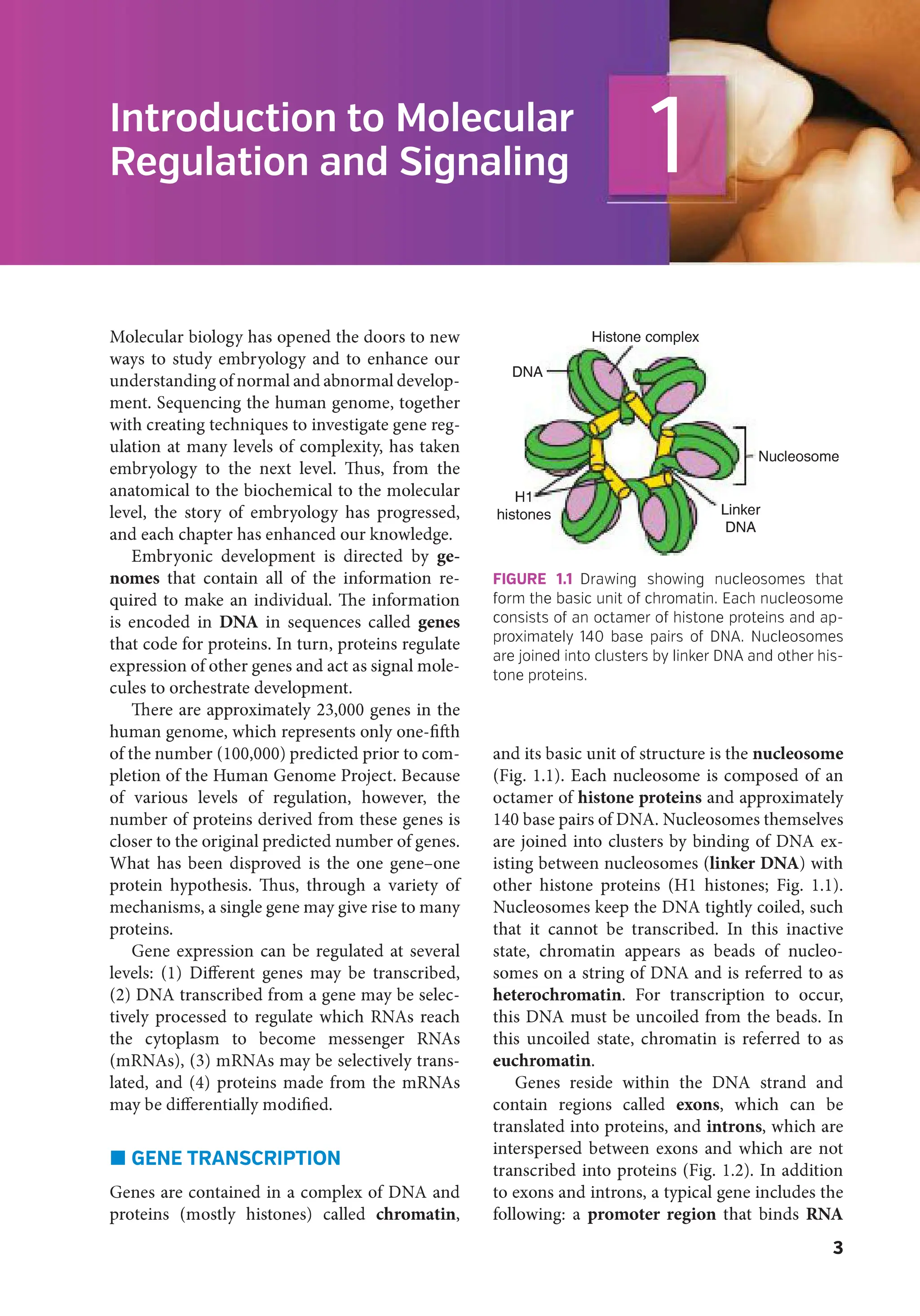 Langman's Medical Embryology 14th Ed.pdf