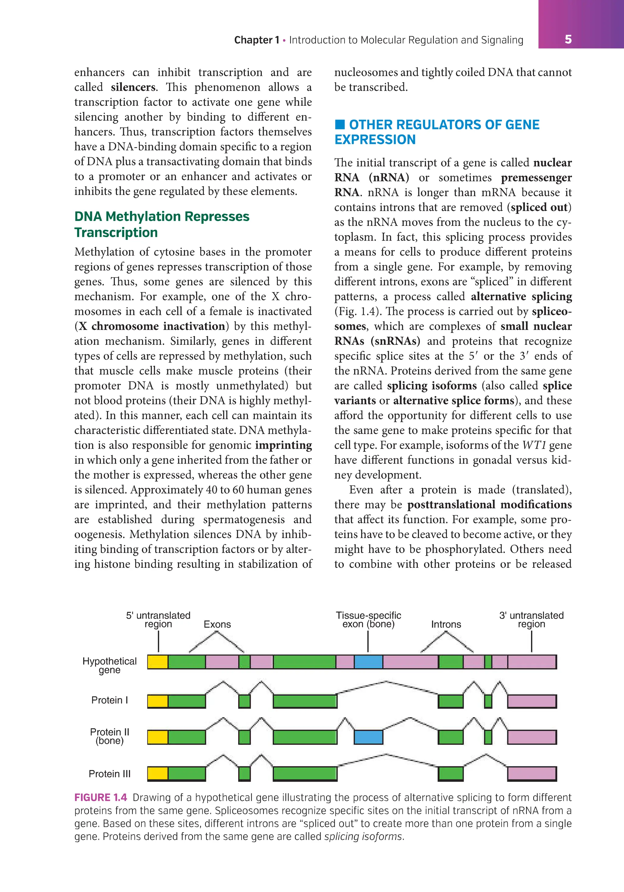 Langman's Medical Embryology 14th Ed.pdf
