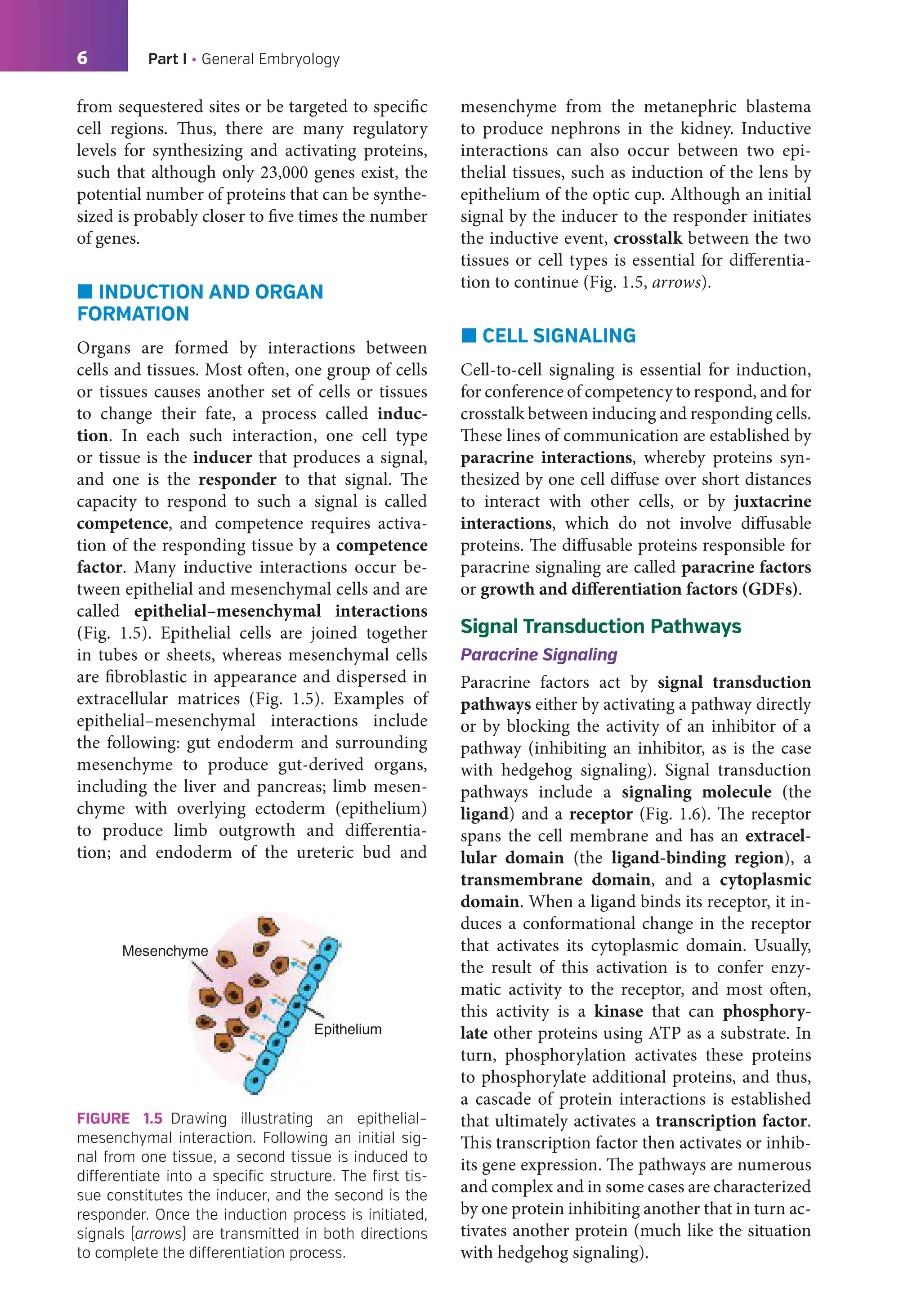 Langman's Medical Embryology 14th Ed.pdf