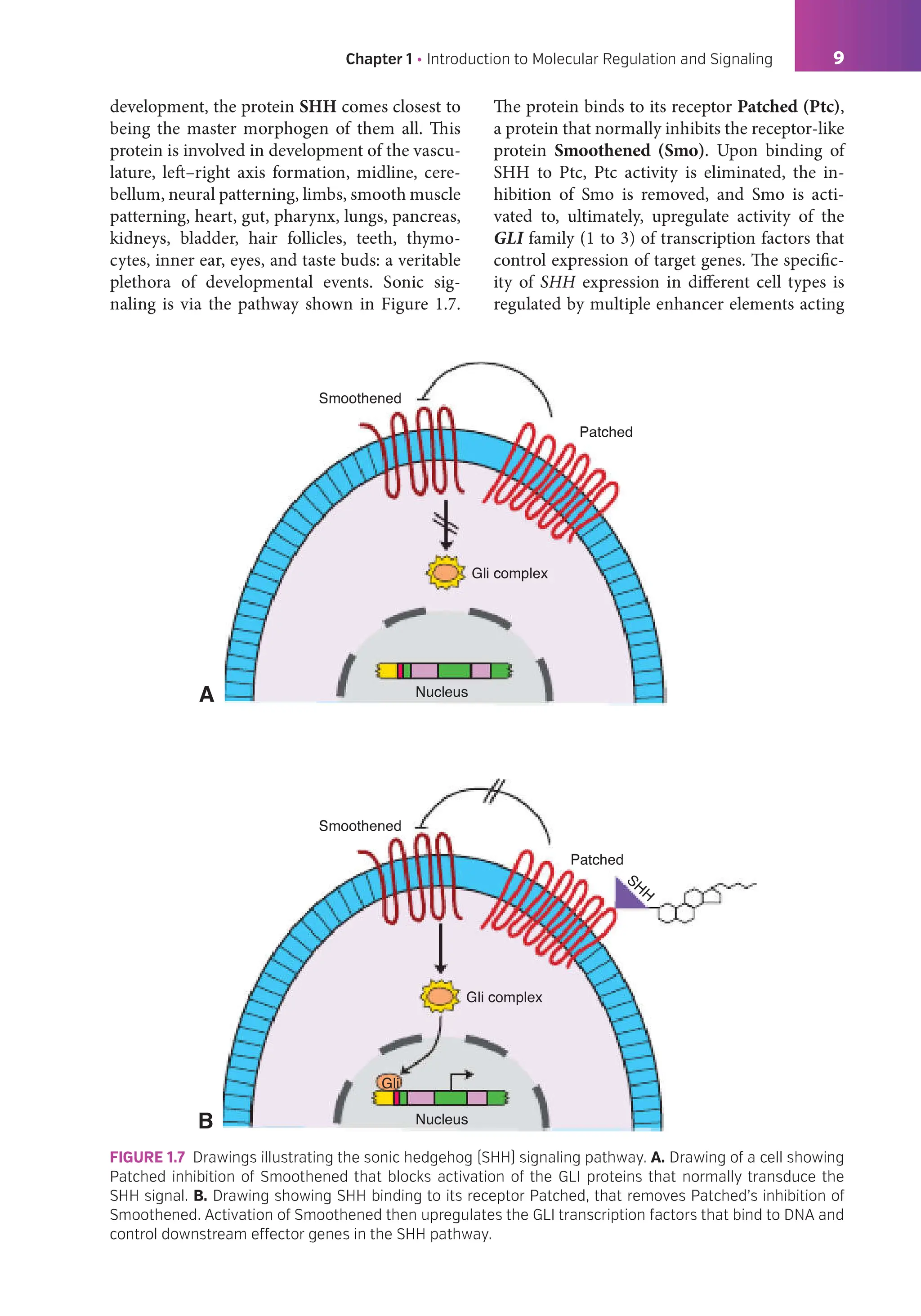 Langman's Medical Embryology 14th Ed.pdf