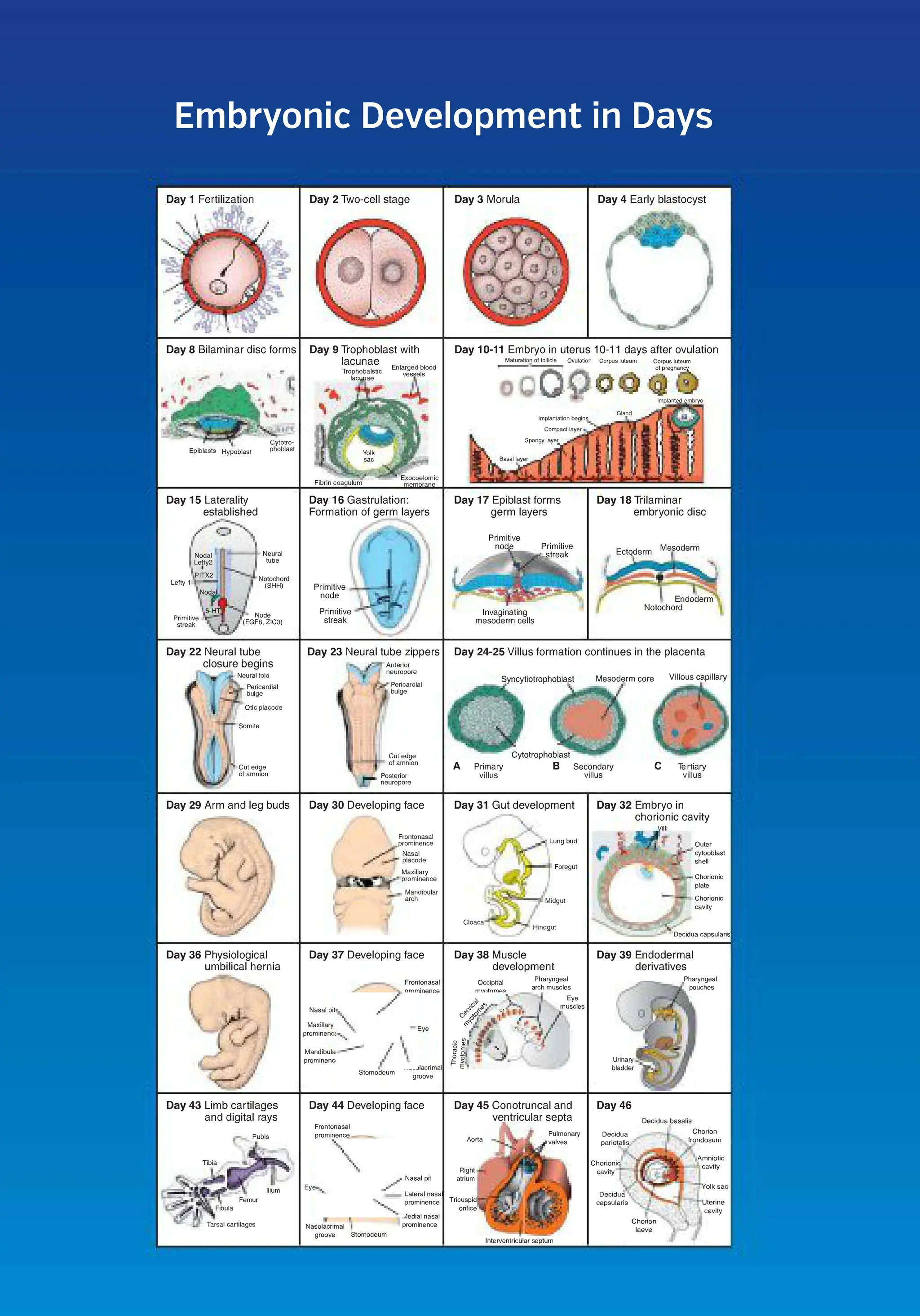 Langman's Medical Embryology 14th Ed.pdf