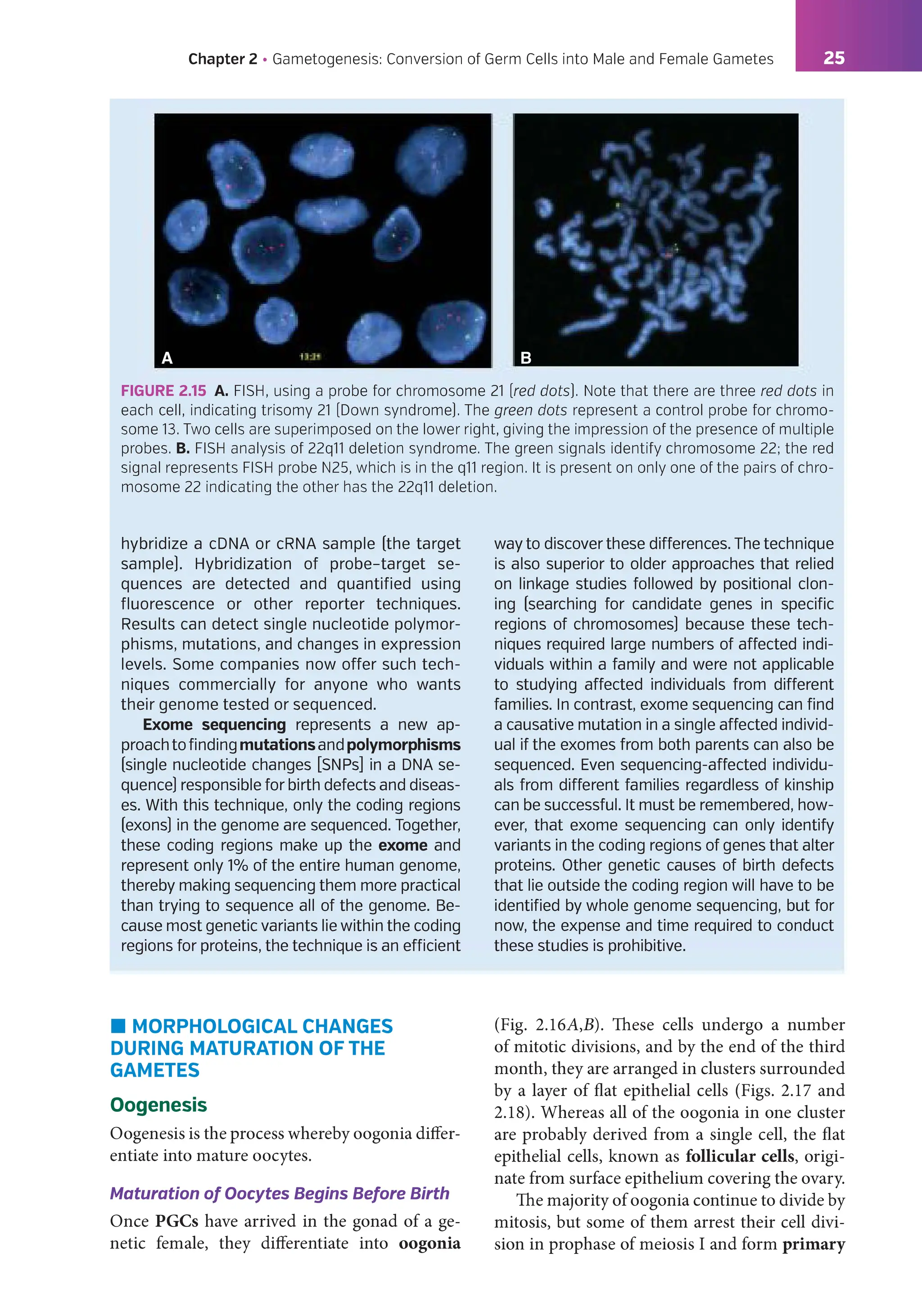 Langman's Medical Embryology 14th Ed.pdf