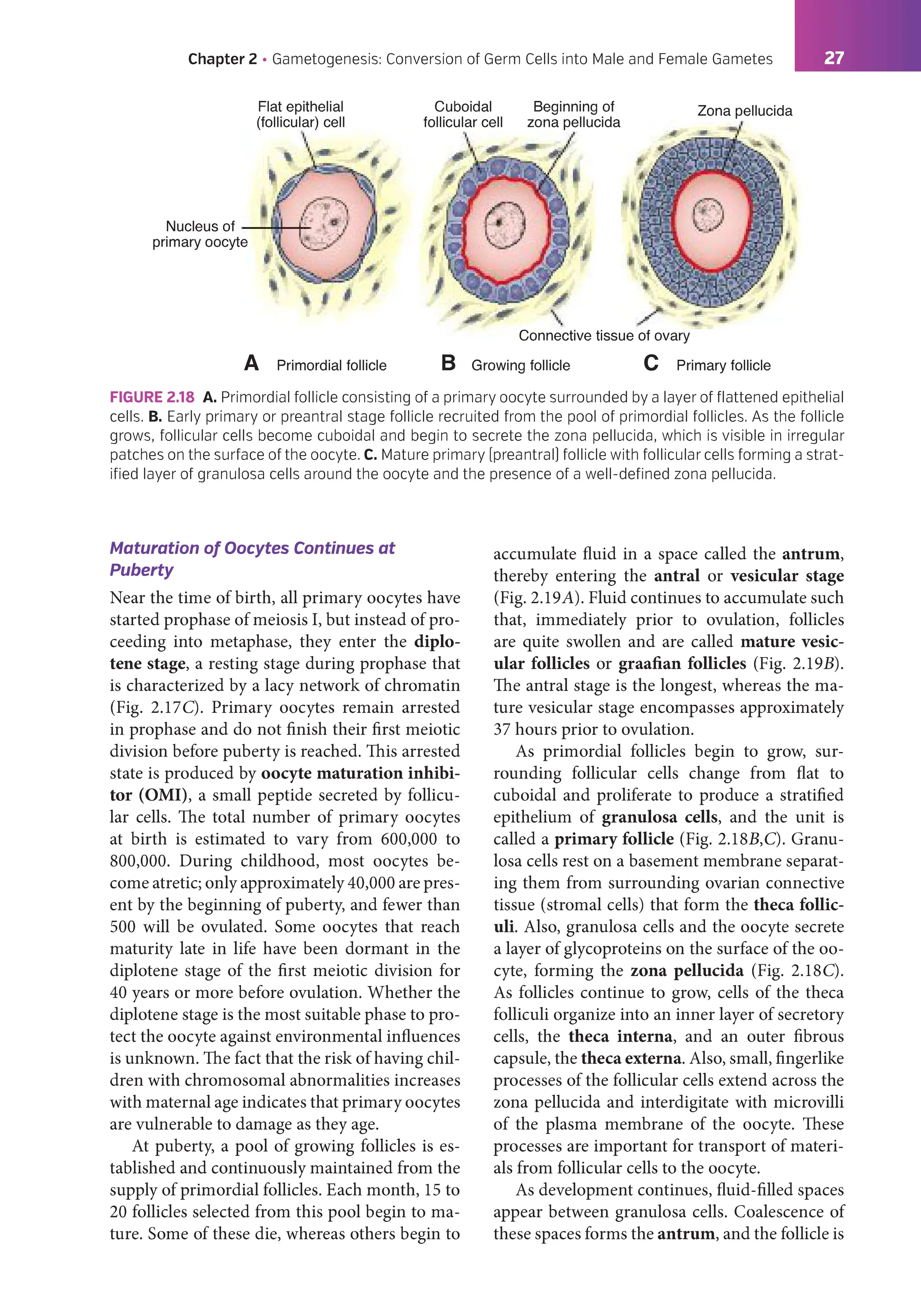 Langman's Medical Embryology 14th Ed.pdf