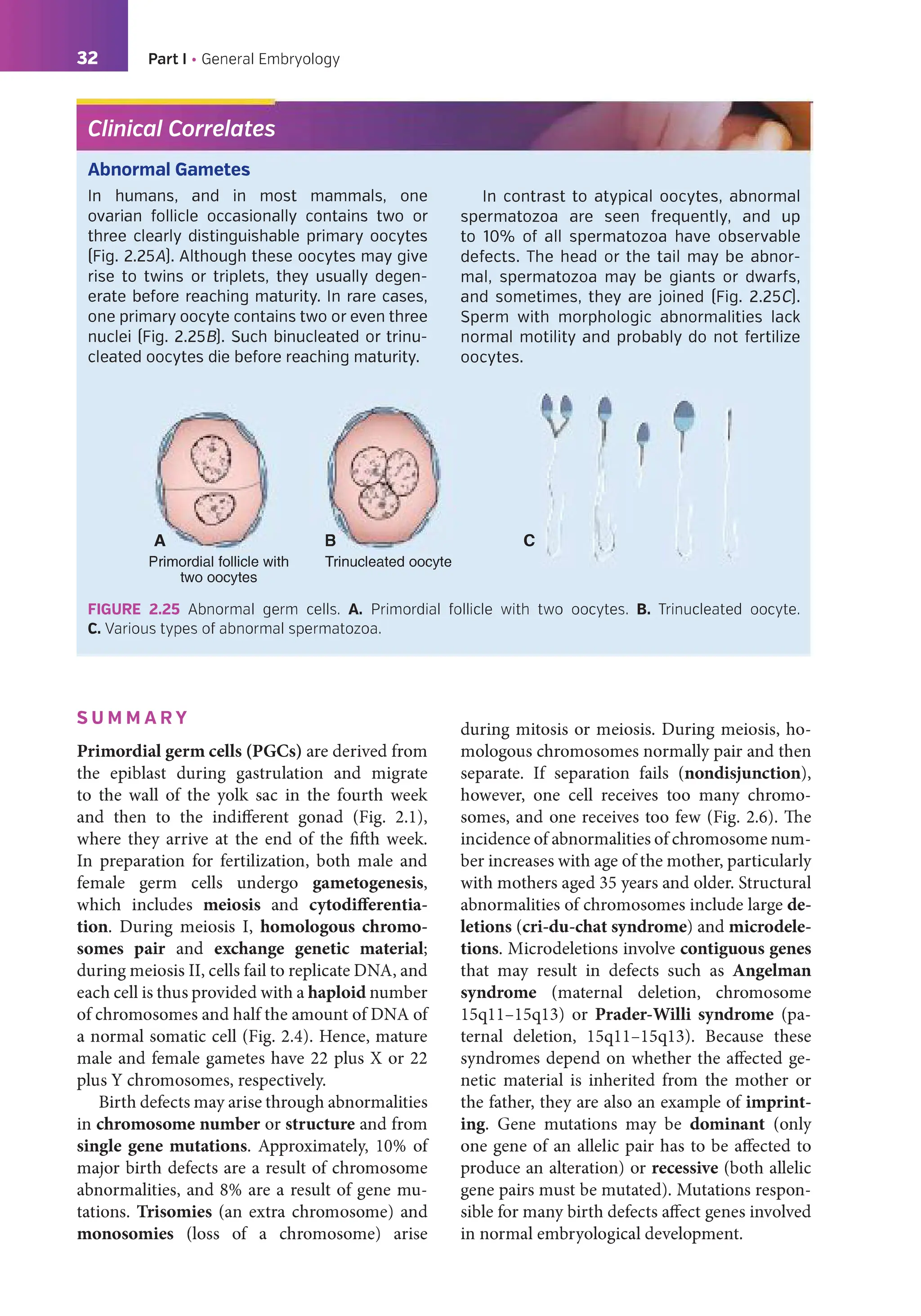 Langman's Medical Embryology 14th Ed.pdf