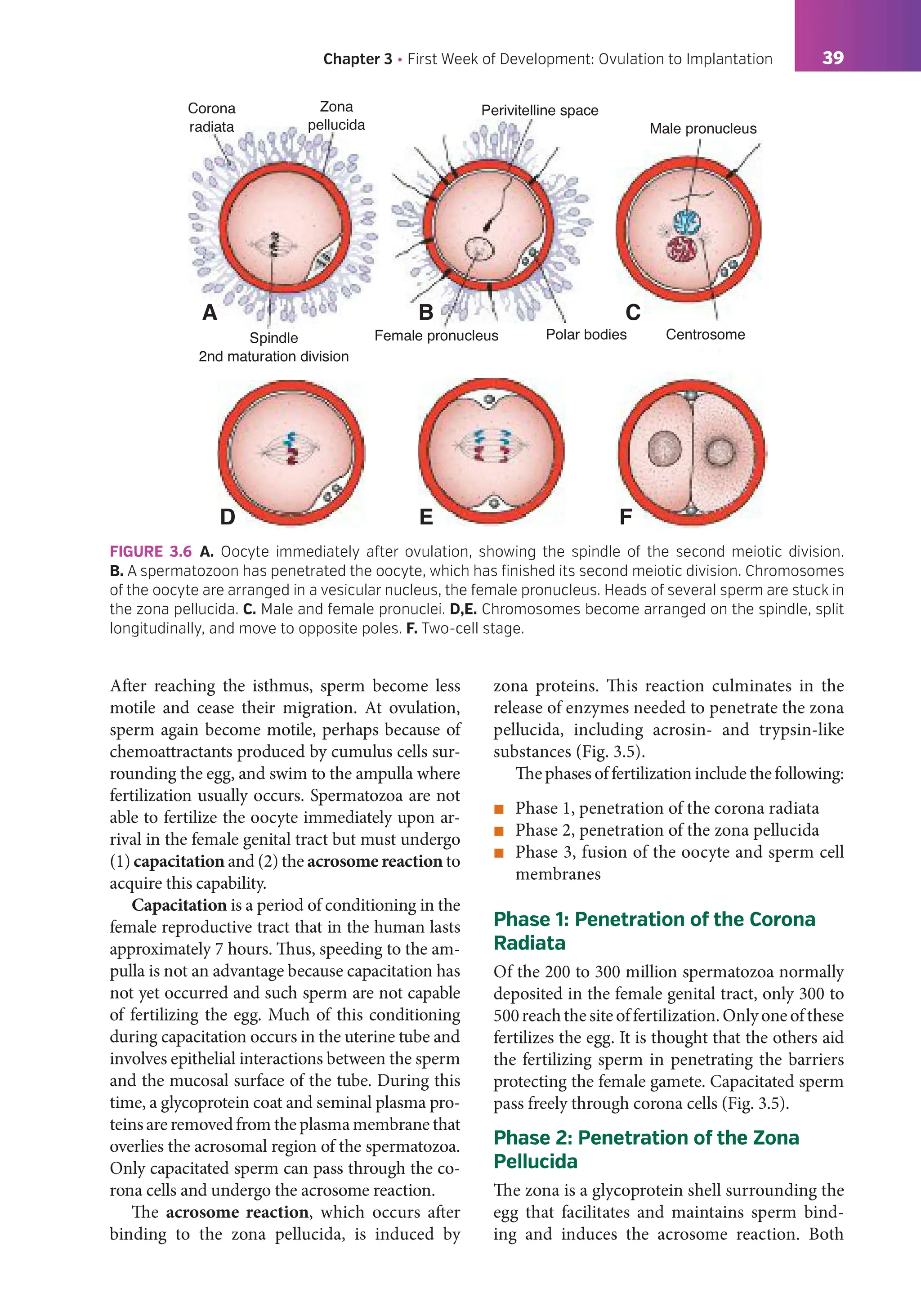 Langman's Medical Embryology 14th Ed.pdf