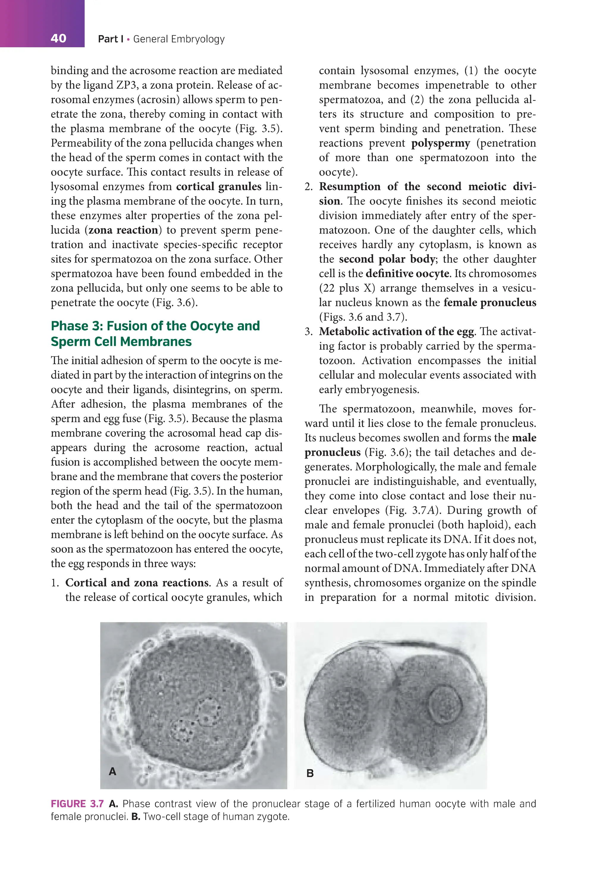 Langman's Medical Embryology 14th Ed.pdf